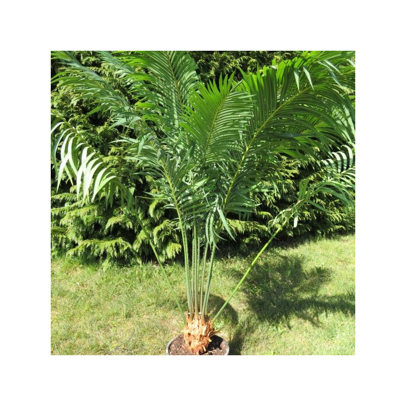 Cycas rumphii, cycas d'intérieur | À l'ombre des figuiers