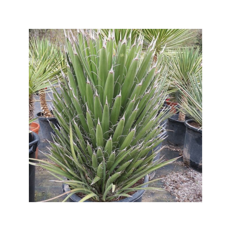 Yucca filifera, palmier de Saint-Pierre | À l'ombre des figuiers
