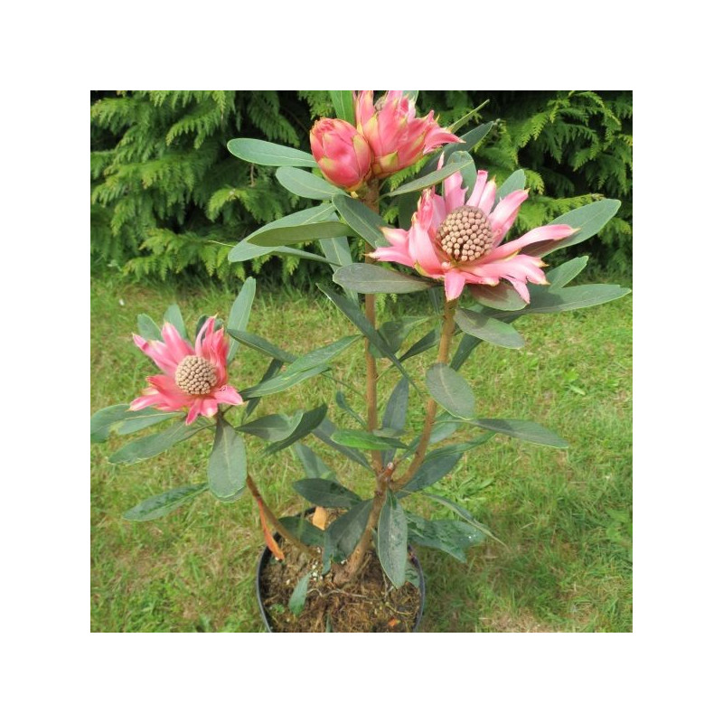 Telopea speciosissima x oreades 'shady lady pink' | À l'ombre des figuiers