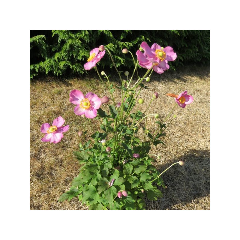 Anemone hupehensis 'pretty lady Susan'® | À l'ombre des figuiers