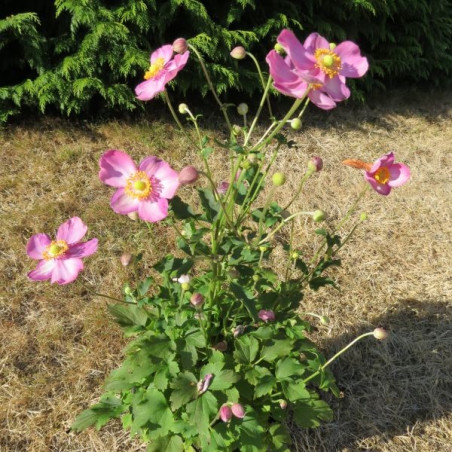 Anemone hupehensis 'pretty lady Susan'® | À l'ombre des figuiers