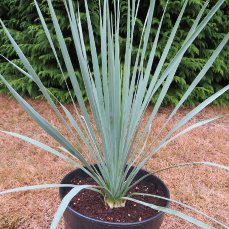 Yucca rostrata 'sapphire skies', yucca bleu | À l'ombre des figuiers