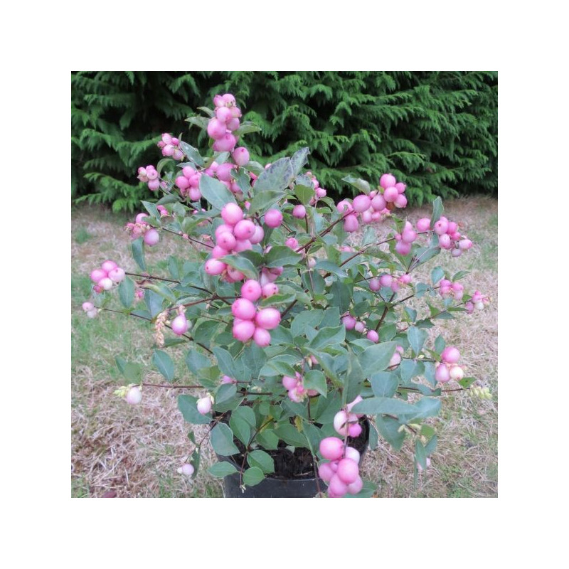 Symphoricarpos x doorenbosii 'magical® candy' | À l'ombre des figuiers