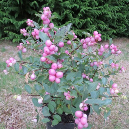 Symphoricarpos x doorenbosii 'magical® candy' | À l'ombre des figuiers
