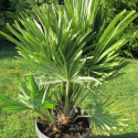 Chamaerops humilis 'Vulcano', a Sicilian palm