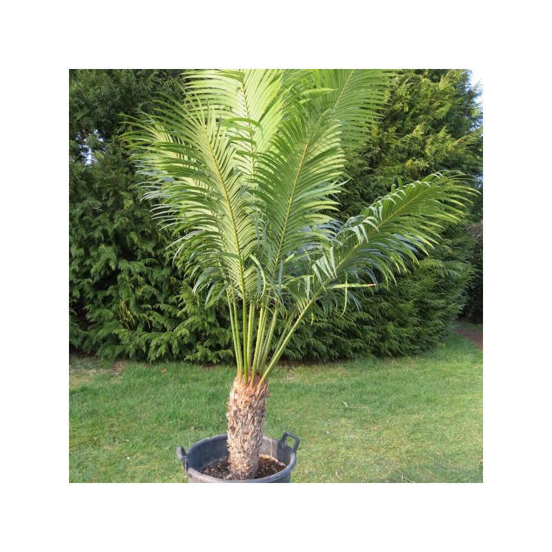 Cycas rumphii, cycas d'intérieur | À l'ombre des figuiers