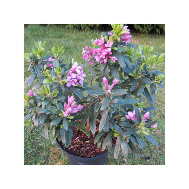 Daphne x transatlantica 'pink fragrance'® | À l'ombre des figuiers