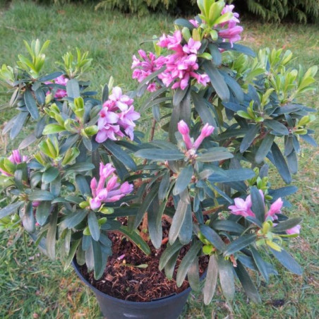 Daphne x transatlantica 'pink fragrance'® | À l'ombre des figuiers