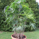 Rhapis multifida, a Chinese palm