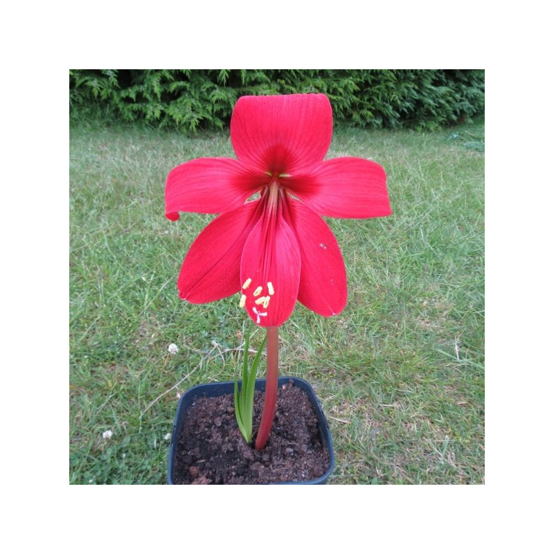 Hippeastrelia Durga Pradhan, l'amaryllis orchidée | À l'ombre des figuiers