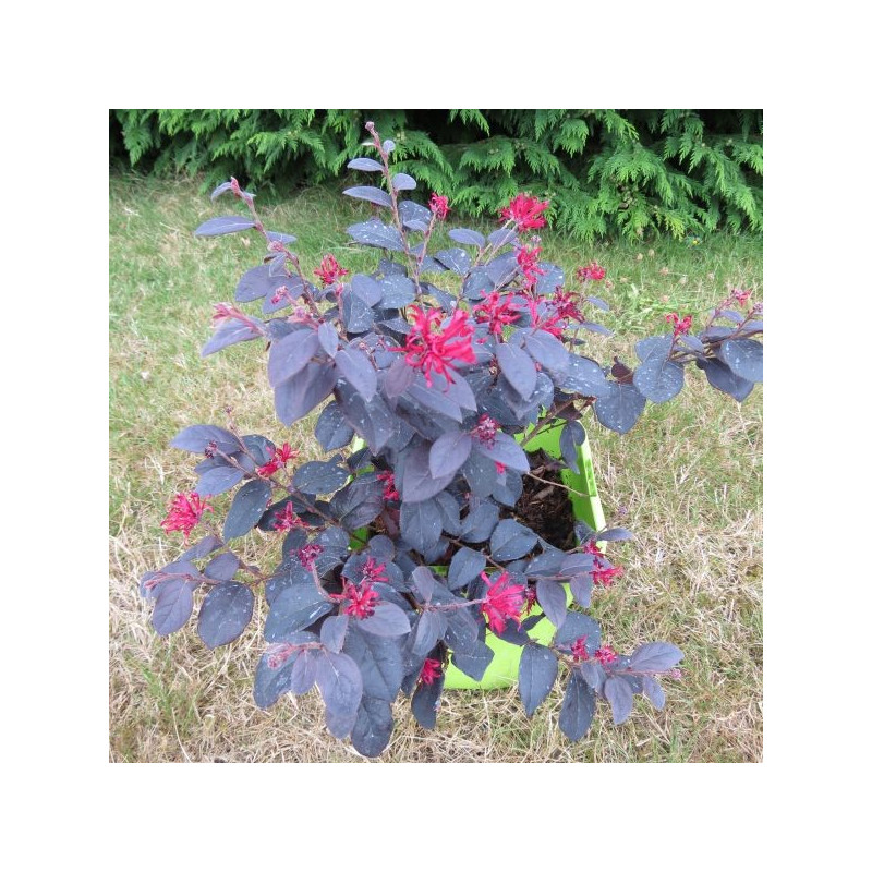 Loropetalum chinense 'ever red' ® | À l'ombre des figuiers