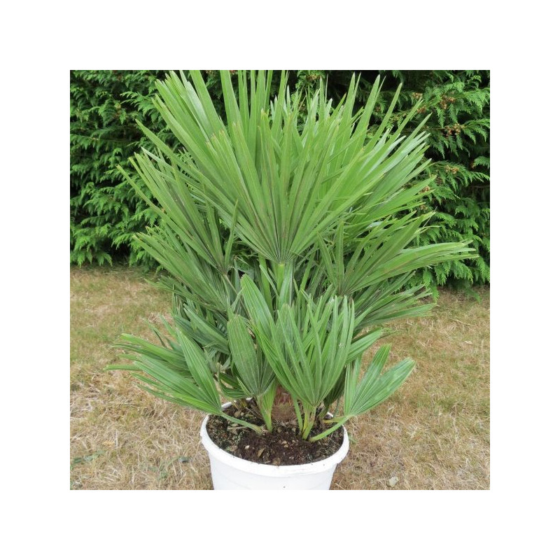 Chamaerops humilis 'Vulcano', palmier nain rustique | À l'ombre des ...