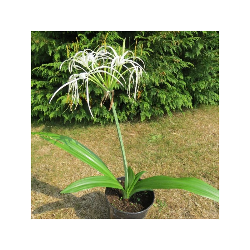 Hymenocallis' tropical giant', lys araignée géant | À l'ombre des figuiers
