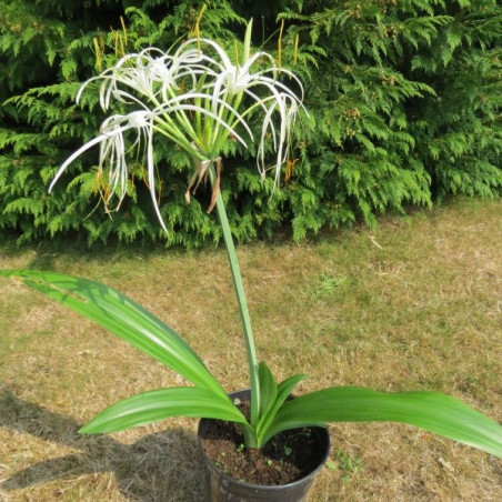 Hymenocallis' tropical giant', lys araignée géant | À l'ombre des figuiers