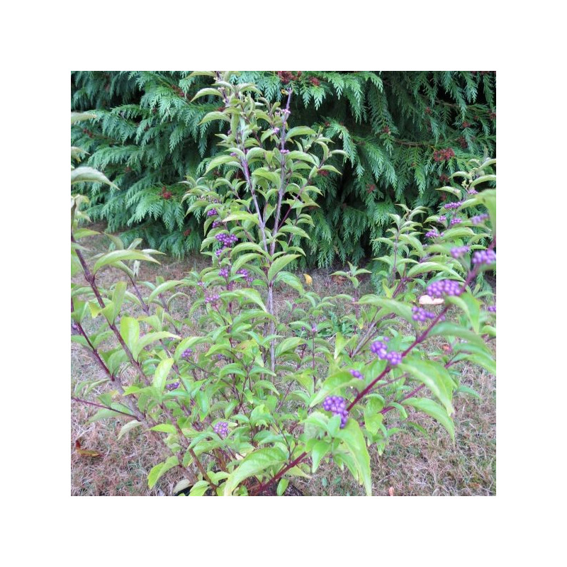 Callicarpa dichotoma 'Issaï', arbre à bonbons | À l'ombre des figuiers