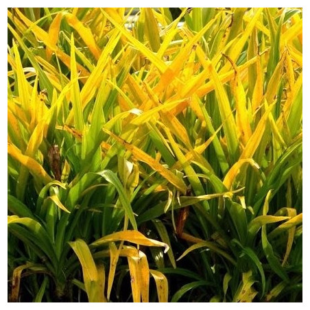 Crinum xanthophyllum, golden spider lily | À l'ombre des figuiers