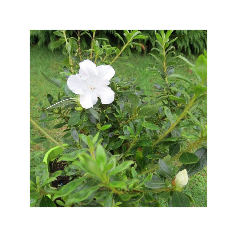 Azalea japonica 'encore® starlite', azalée remontante | À l'ombre des ...
