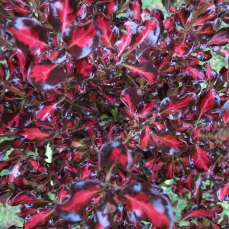 Coprosma repens x 'pacific sunset'® | À l'ombre des figuiers