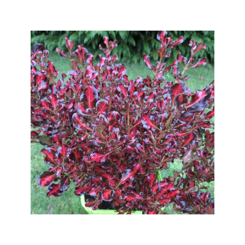 Coprosma repens x 'pacific sunset'®