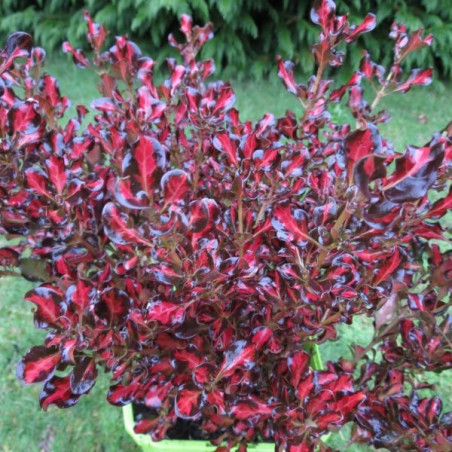 Coprosma repens x 'pacific sunset'® | À l'ombre des figuiers