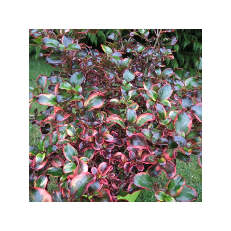 Coprosma hybride mesclun ignite® 'Cov' | À l'ombre des figuiers
