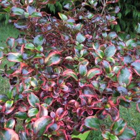 Coprosma hybride mesclun ignite® 'Cov' | À l'ombre des figuiers