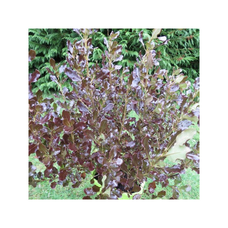 Coprosma repens x pacific night® 'Hutpac' | À l'ombre des figuiers