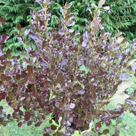 Coprosma repens x pacific night® 'Hutpac' | À l'ombre des figuiers