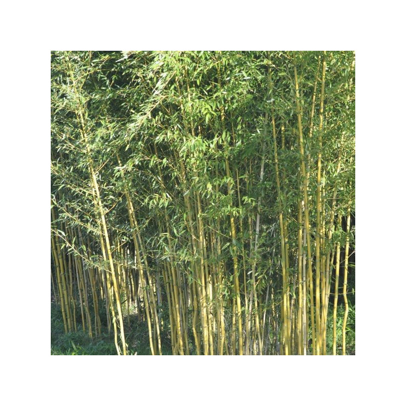 Phyllostachys aureosulcata spectabilis, bamboo | À l'ombre des figuiers