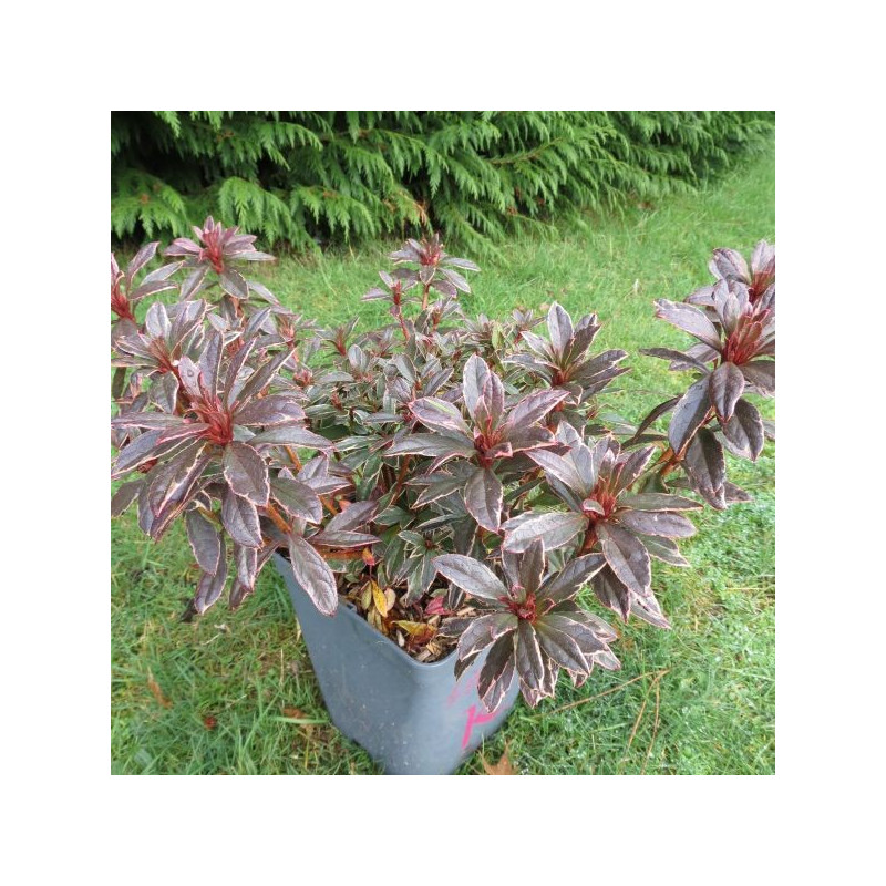 Azalea japonica 'hot shot' variegata | À l'ombre des figuiers