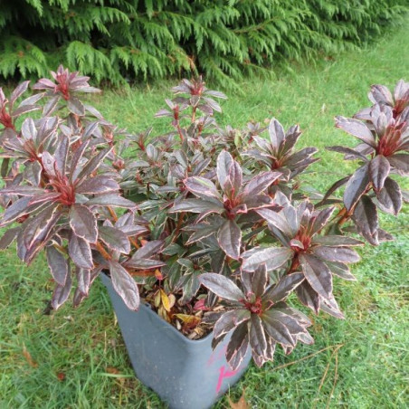 Azalea japonica 'hot shot' variegata | À l'ombre des figuiers