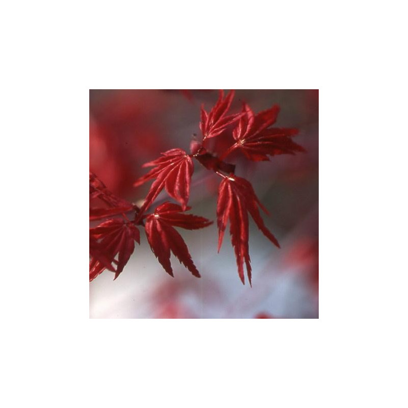 Acer palmatum 'shindeshojo', érable du Japon | À l'ombre des figuiers