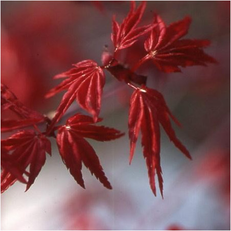 Acer palmatum 'shindeshojo', érable du Japon | À l'ombre des figuiers