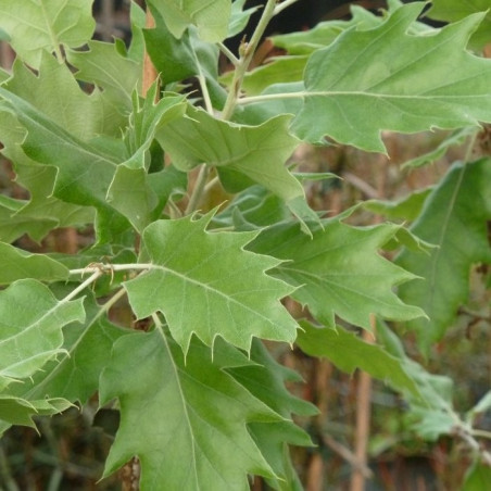 Quercus macrolepis, Velani oak tree | À l'ombre des figuiers