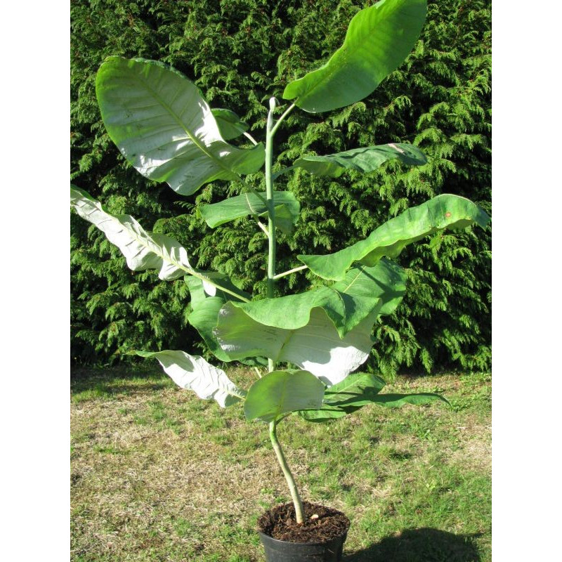 Magnolia dealbata | À l'ombre des figuiers