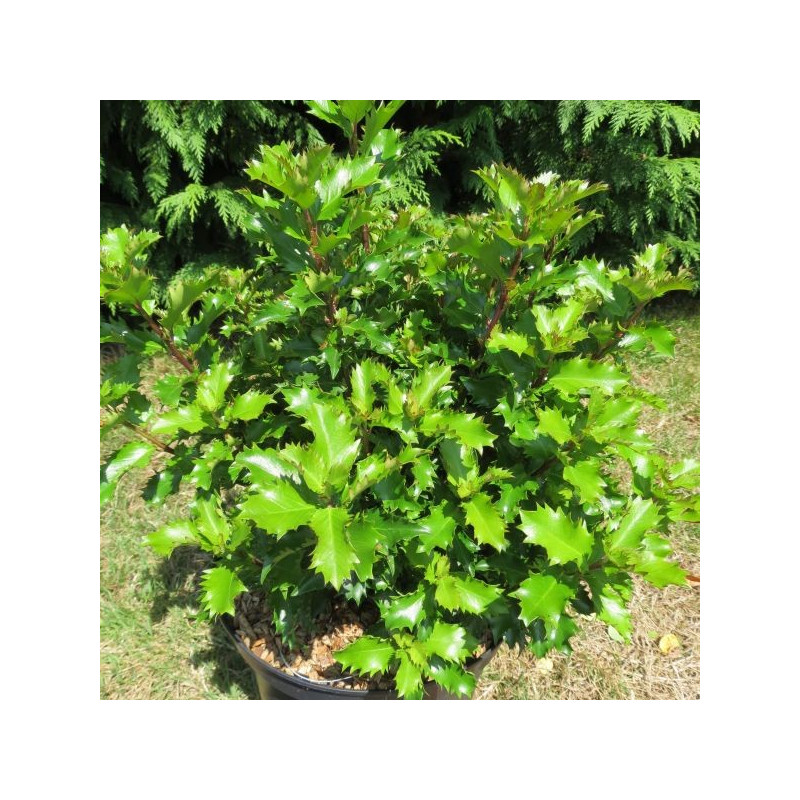 Ilex little rascal, Ilex x meservae magical® little rascal 'M | À l ...