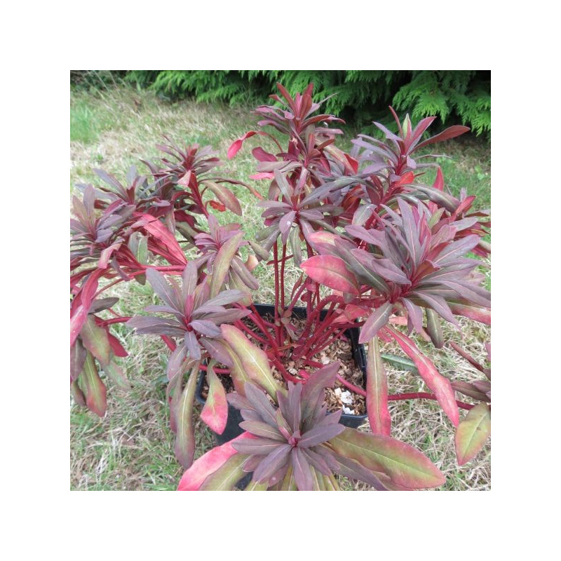 Euphorbia 'ruby glow'® | À l'ombre des figuiers