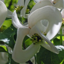 Cornus florida 'urbiniana', magic dogwood