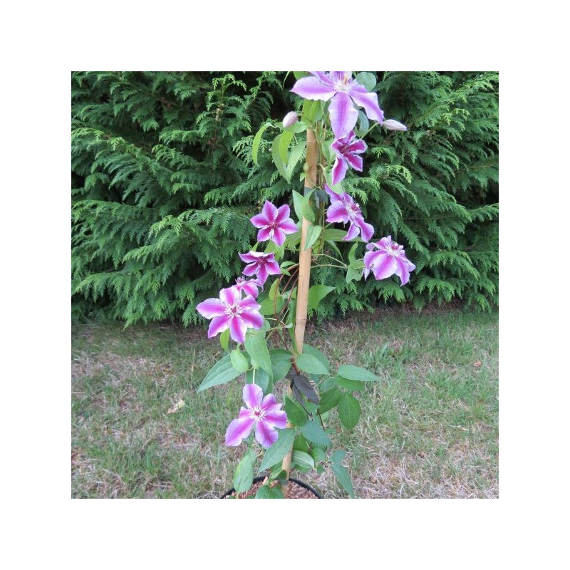 Clematis 'ooh la la' | À l'ombre des figuiers