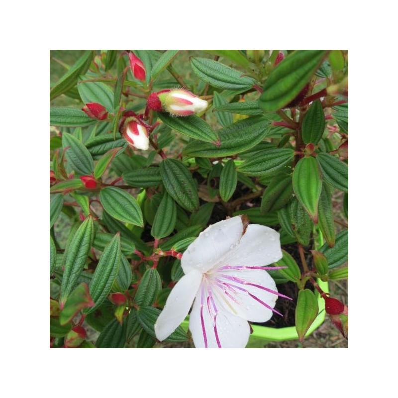 Tibouchina urvilleana 'peace baby' 'cov' | À l'ombre des figuiers