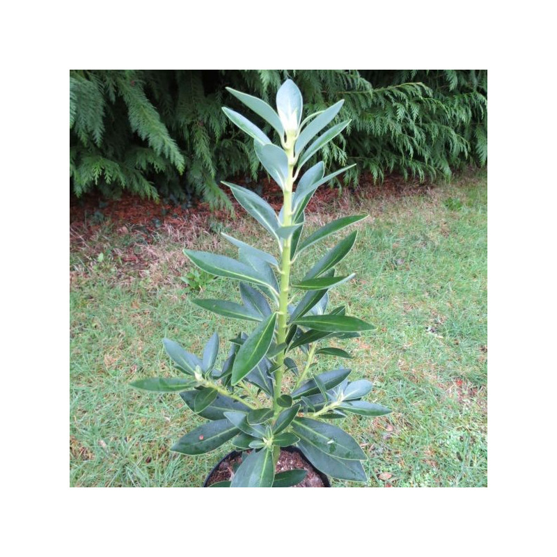 Drimys winteri var. andina, Canelo enano | À l'ombre des figuiers