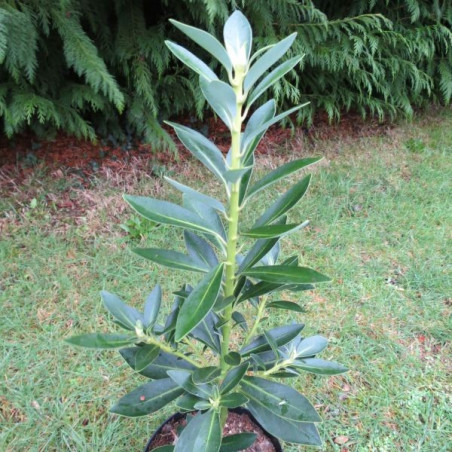 Drimys winteri var. andina, Canelo enano | À l'ombre des figuiers