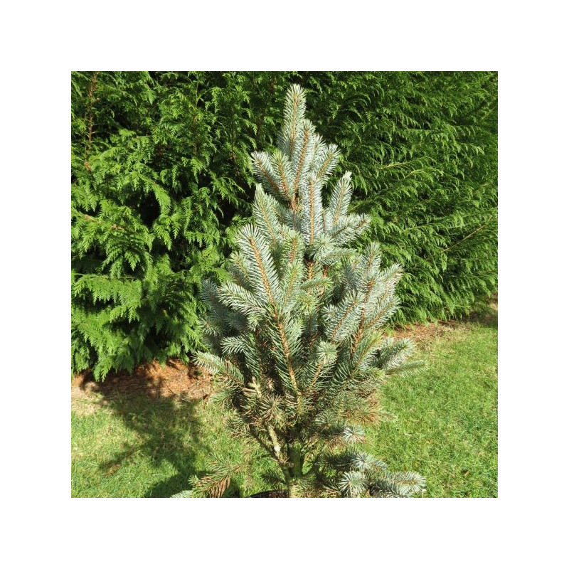 Picea pungens isele fastigiate, panyana, columnar blue spruce | À l ...