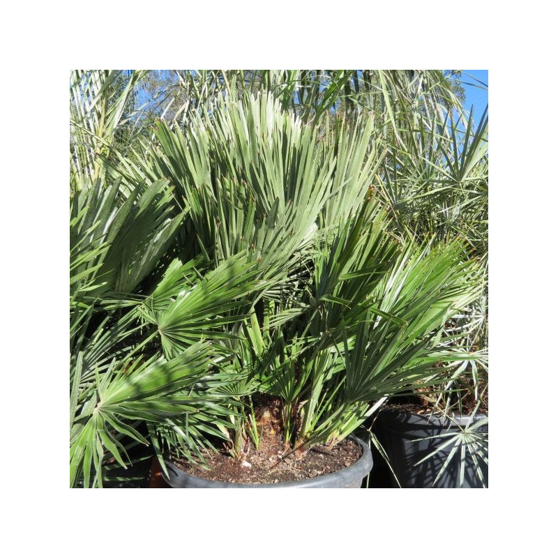 Chamaerops humilis 'Vulcano', palmier nain rustique | À l'ombre des ...