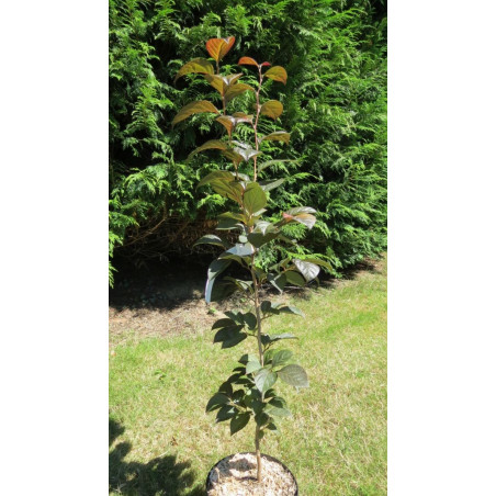 Styrax japonica 'purple dress' | À l'ombre des figuiers