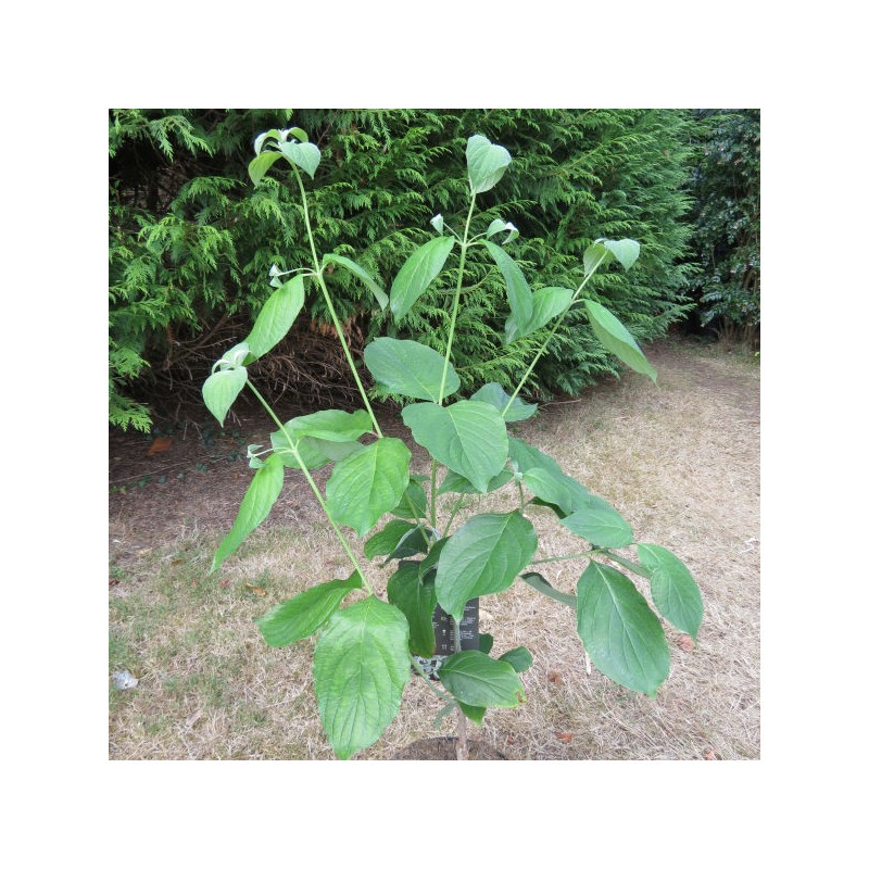 Cornus florida 'urbiniana', magic dogwood | À l'ombre des figuiers