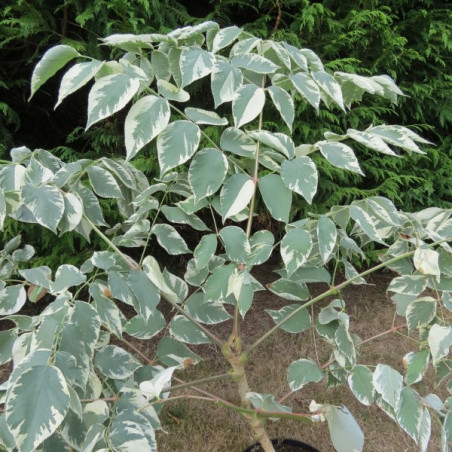 Aralia elata variegata | À l'ombre des figuiers