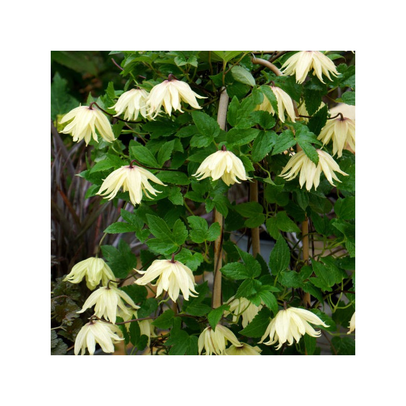 Clematis amber (chiisanensis 'WIT141205'®) | À l'ombre des figuiers