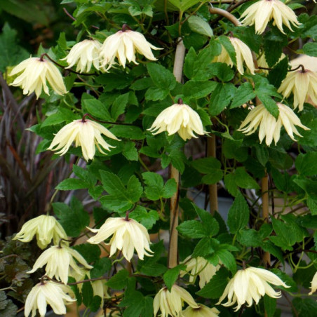 Clematis amber (chiisanensis 'WIT141205'®) | À l'ombre des figuiers