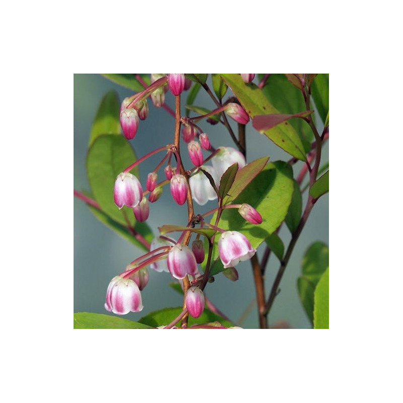 Zenobia pulverulenta 'raspberry ripple', muguet en arbre | À l'ombre ...